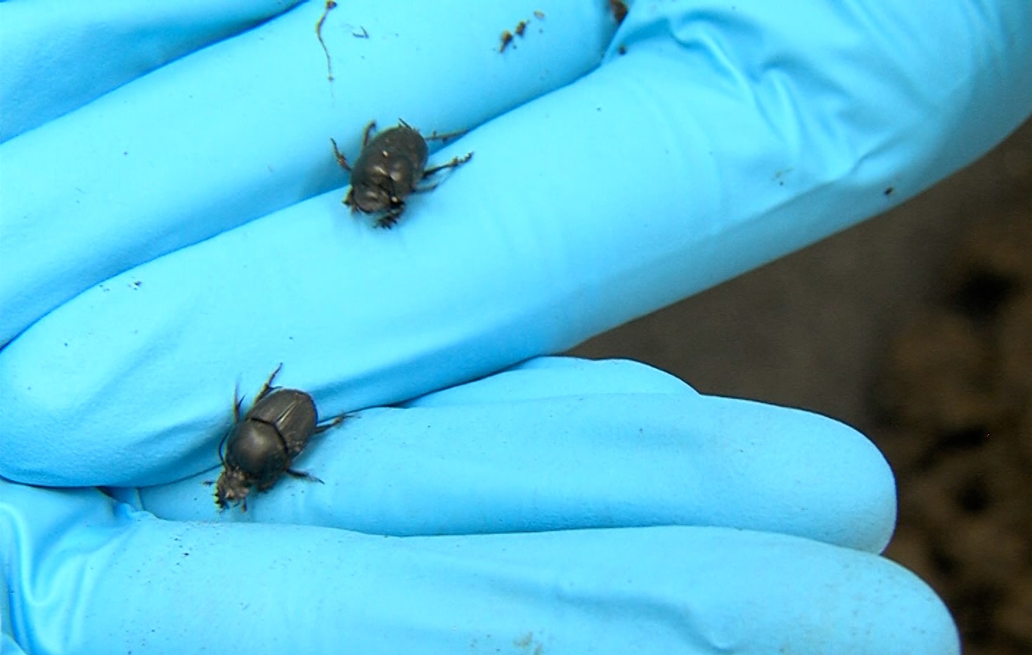 Dung Beetles Are Found Where