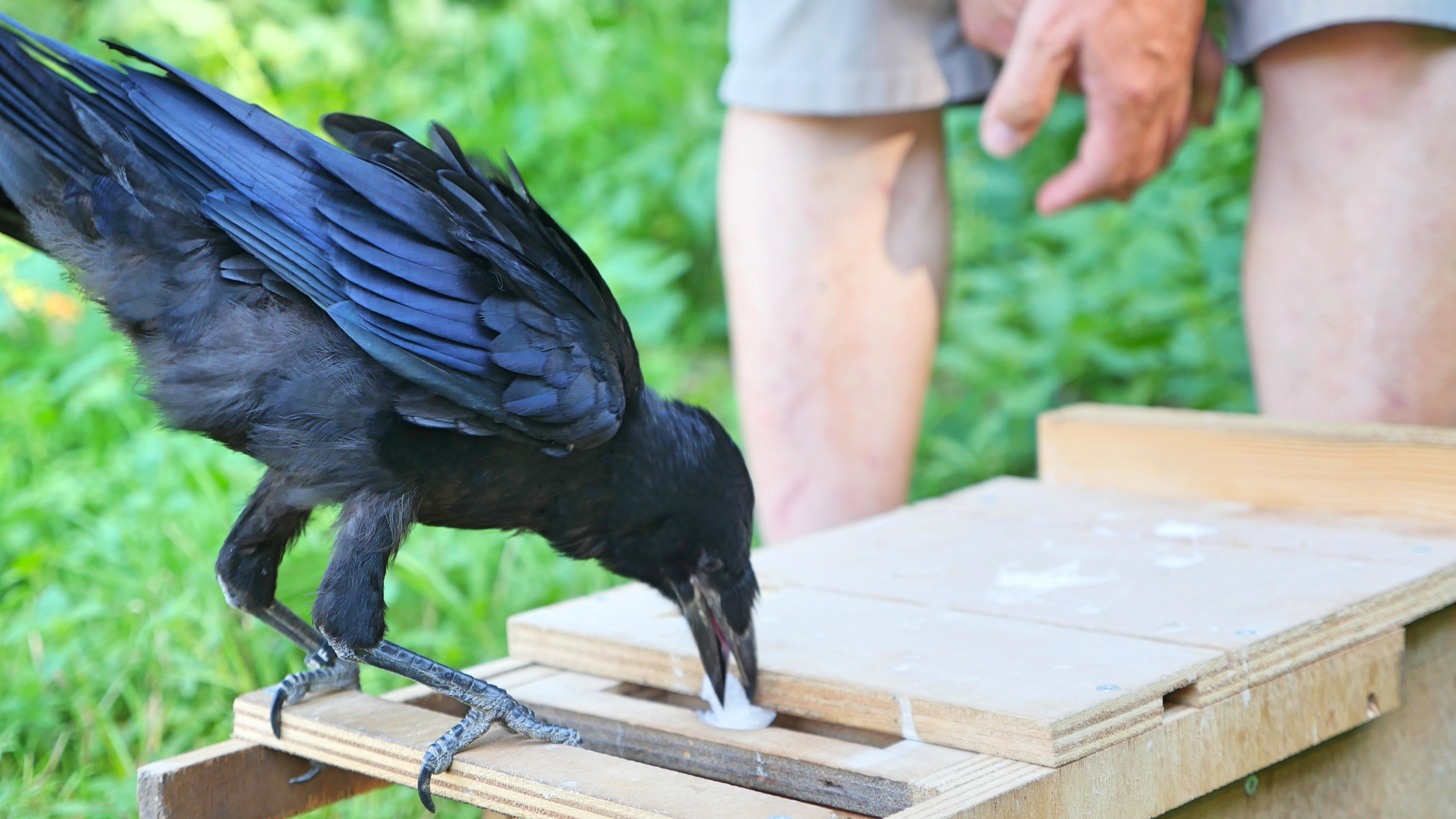 Revolutionizing Waste Management: Swedish Startup Trains Crows to Clean ...