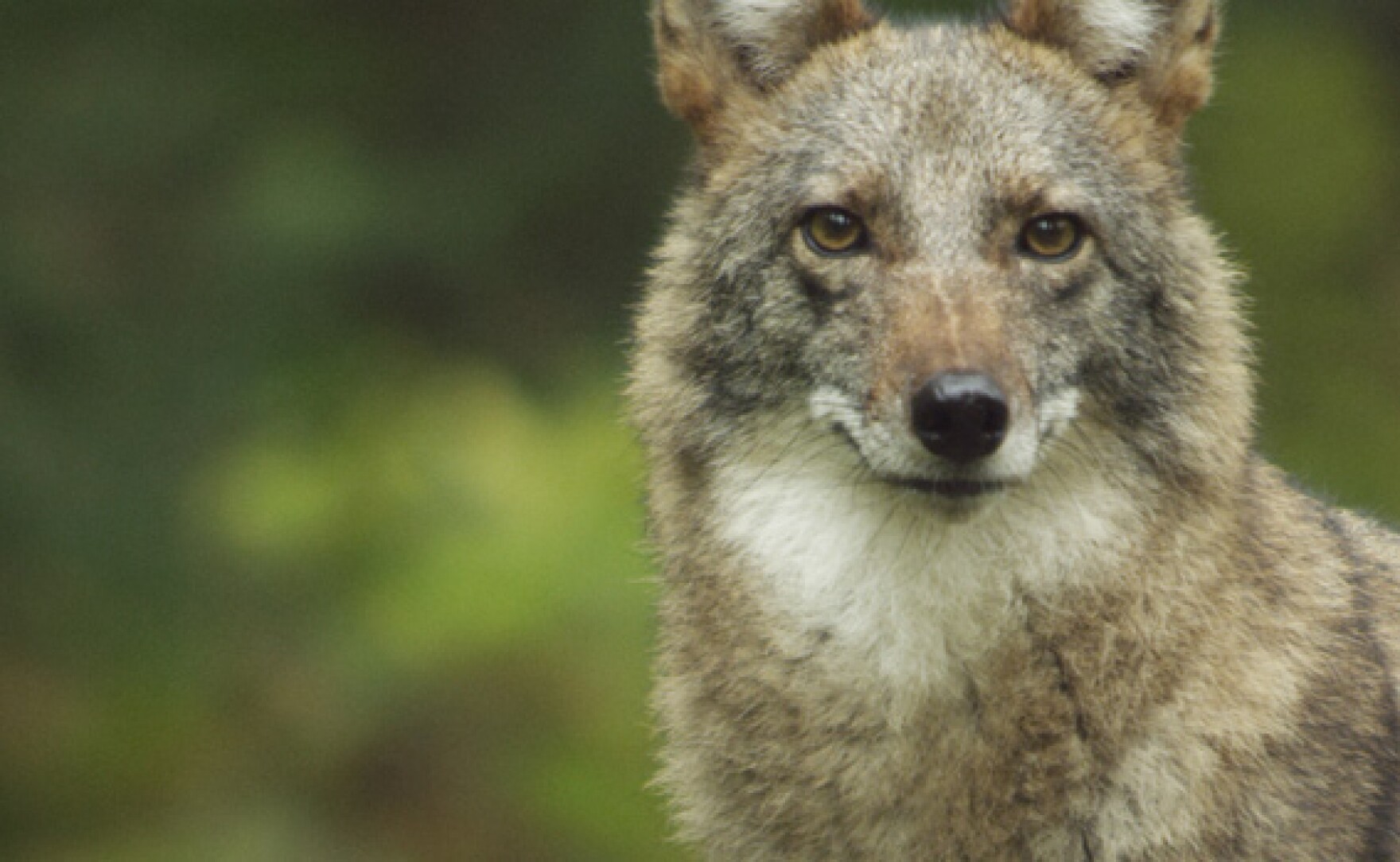 NATURE: Meet The Coywolf | KPBS Public Media
