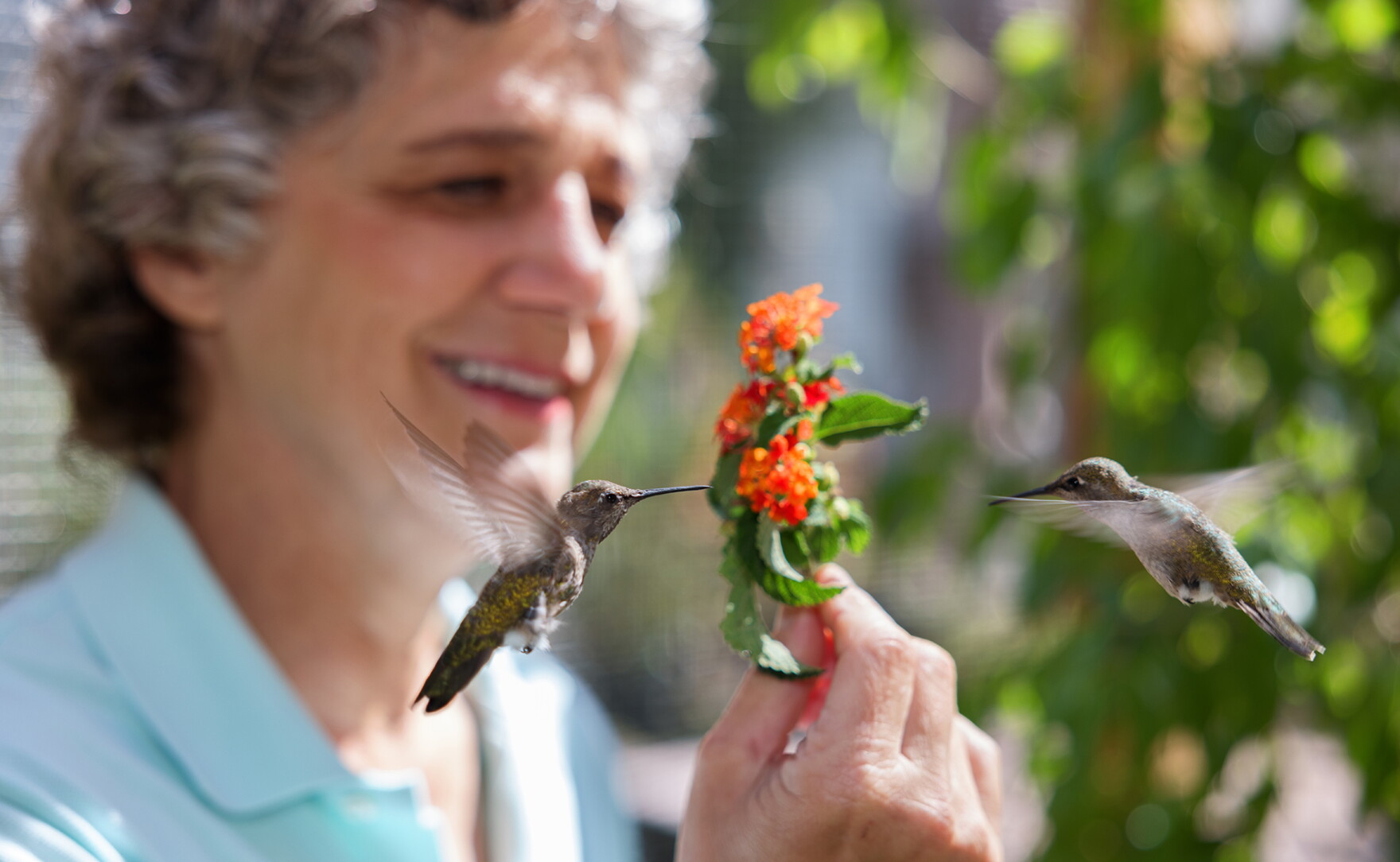 NATURE: Hummingbirds of Hollywood | KPBS Public Media