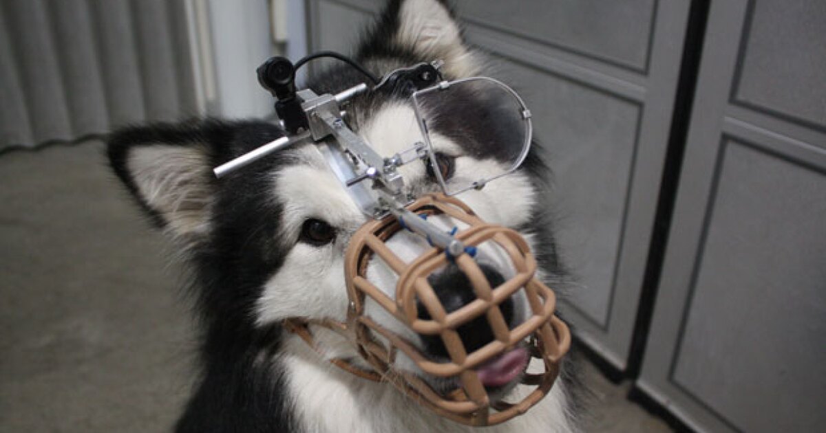 NOVA: Dogs Decoded | KPBS Public Media