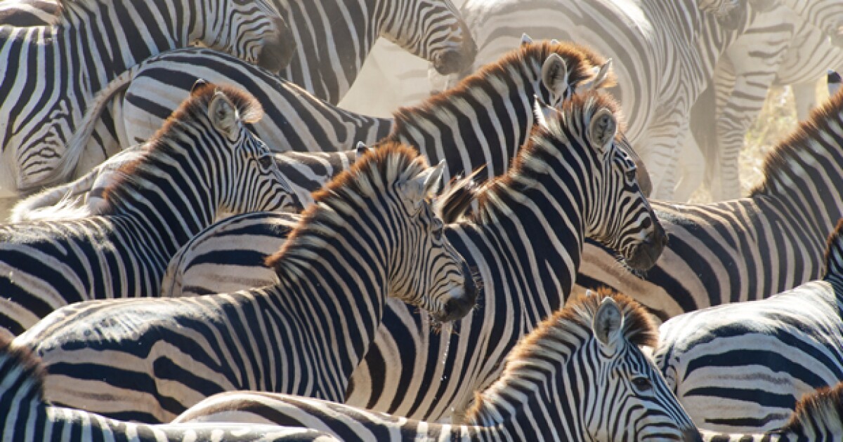 zebra population