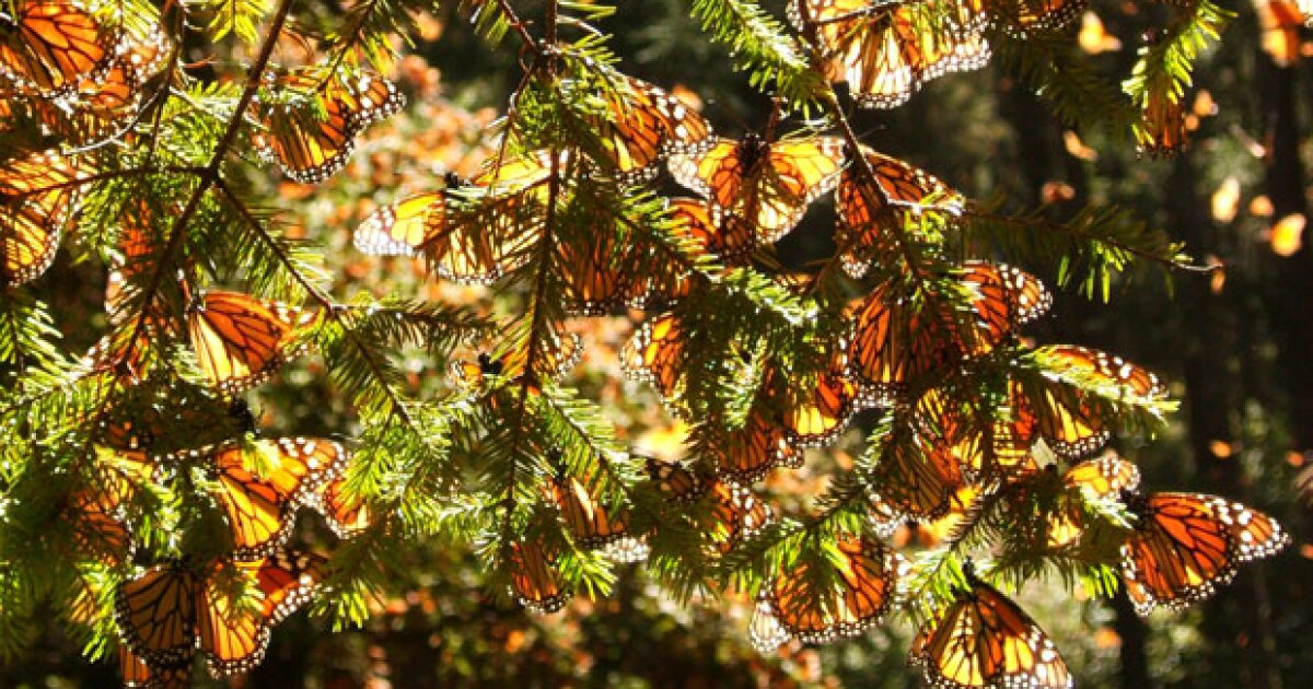 NOVA: The Incredible Journey Of The Butterflies | KPBS Public Media