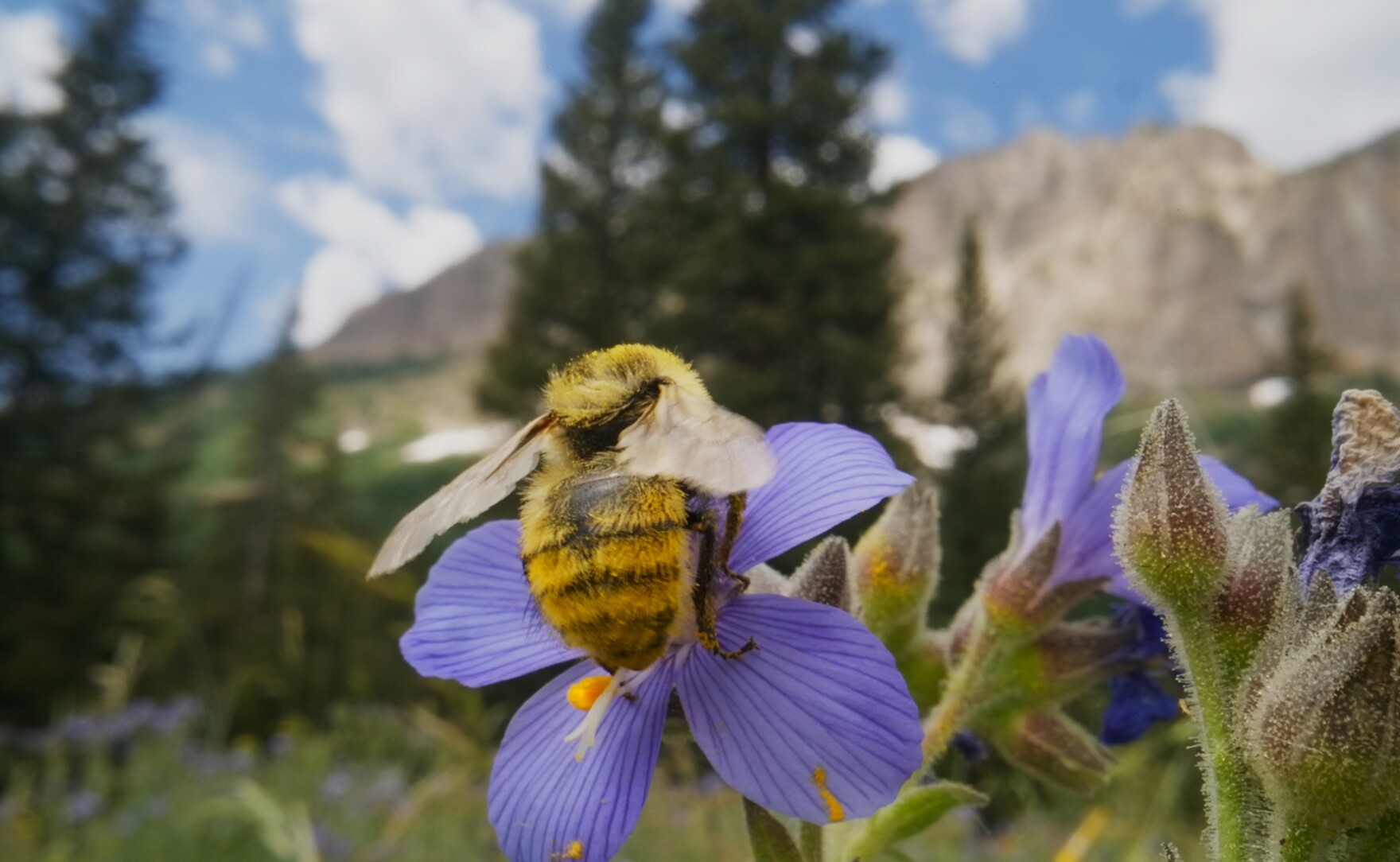 BUGS THAT RULE THE WORLD | KPBS Public Media