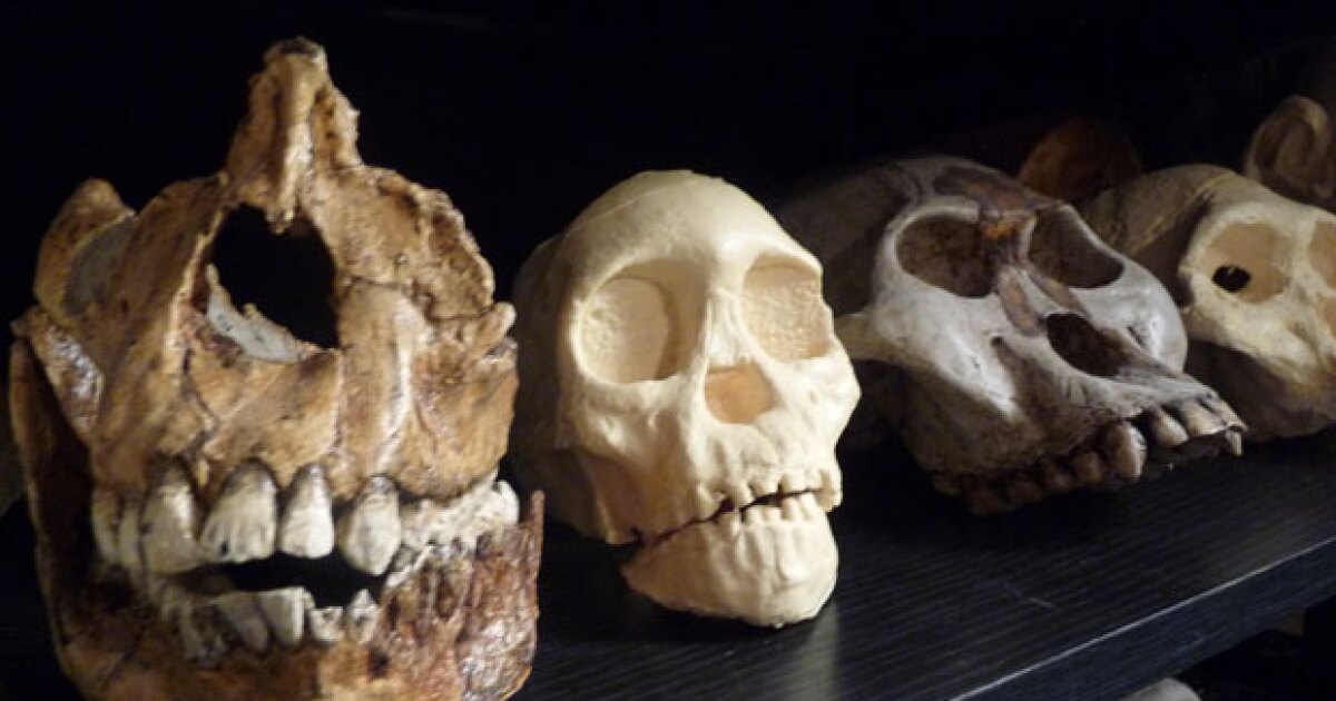 NOVA: Becoming Human: Last Human Standing - Part Three | KPBS Public Media