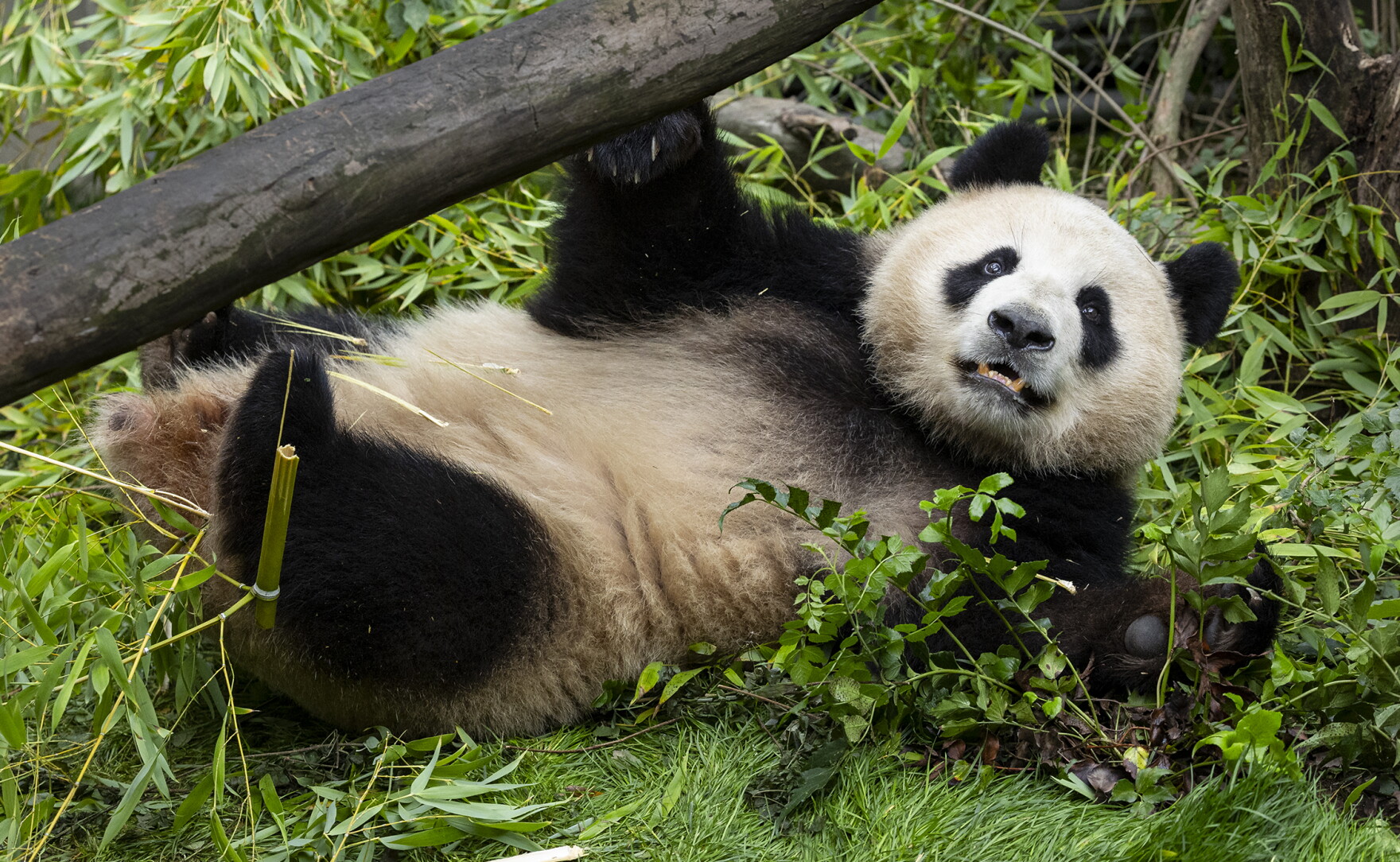 San Diego Zoo launches live 'Giant Panda Cam' | KPBS Public Media