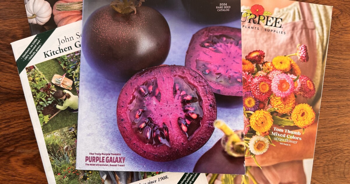 A mix-up over bioengineered tomato seeds sparked fears about spread of ...