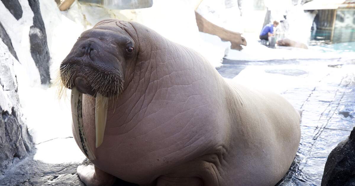 NATURE: Walrus: Life On Thin Ice | KPBS Public Media
