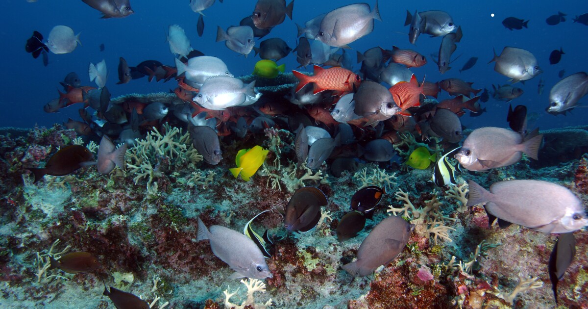 ecosystem ocean landscape