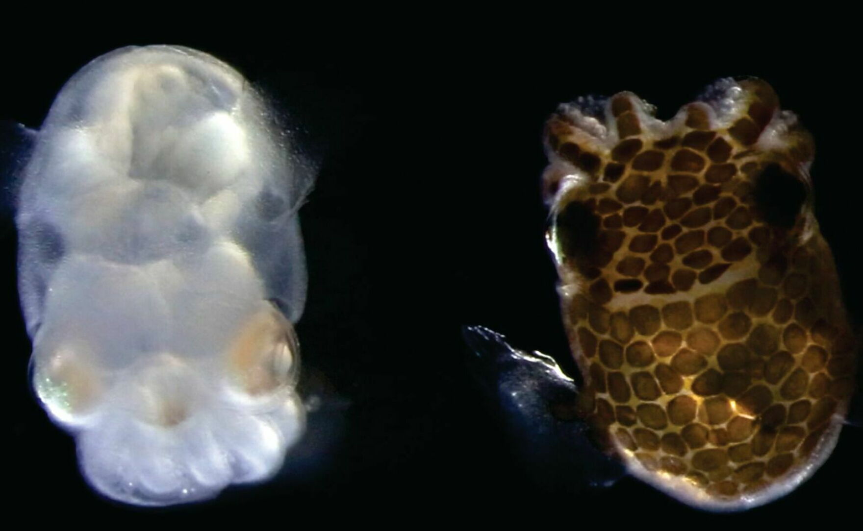How scientists engineered a see-through squid with its brain in plain ...