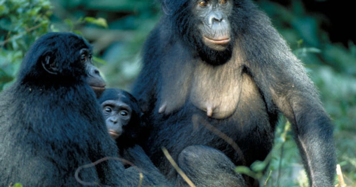 NOVA: The Last Great Ape | KPBS Public Media