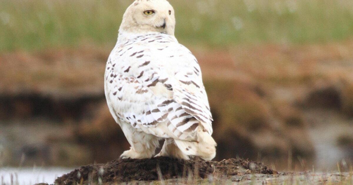 NATURE: Magic Of The Snowy Owl | KPBS Public Media