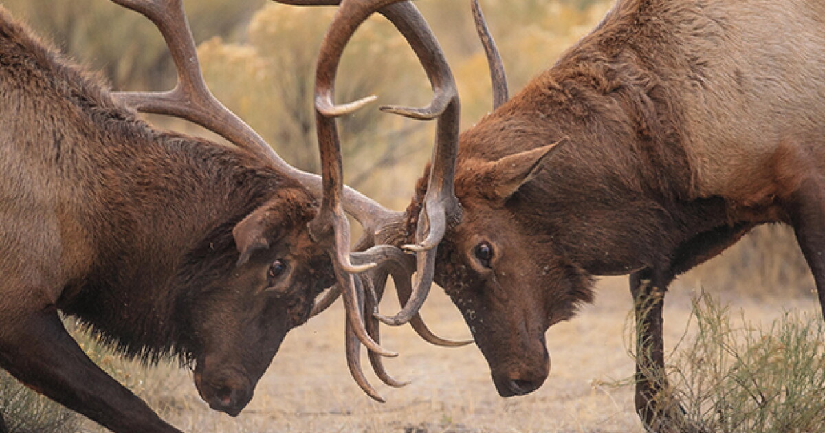 NOVA: Extreme Animal Weapons | KPBS Public Media