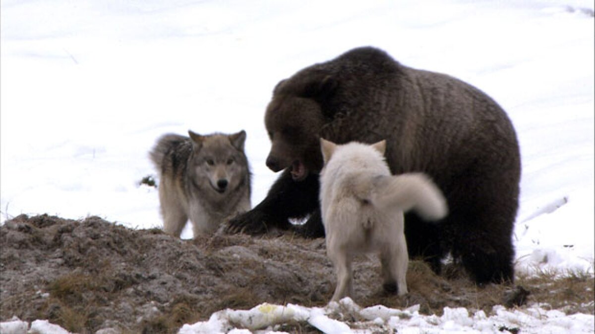 wolves v bears