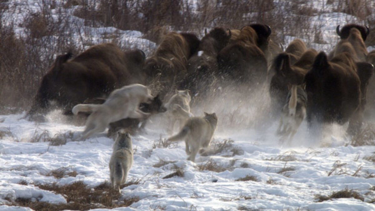 wolf chasing