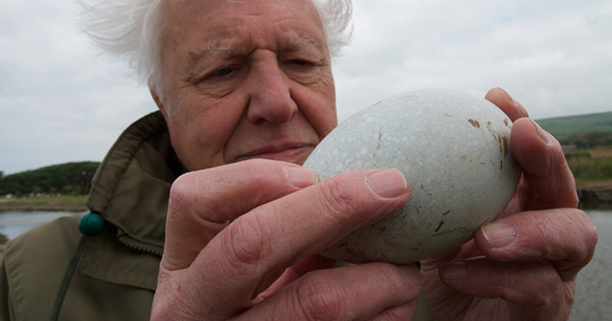 NATURE: The Egg: Life's Perfect Invention | KPBS Public Media