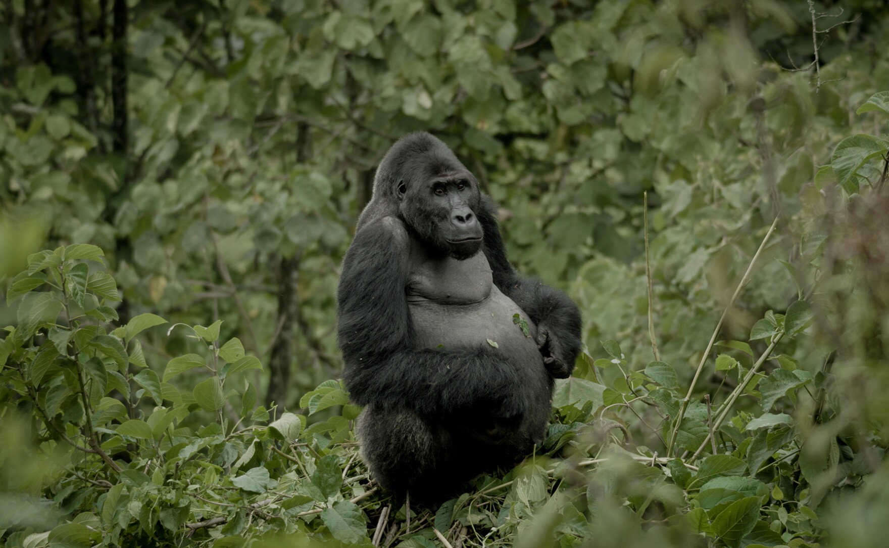 NATURE: Silverback | KPBS Public Media