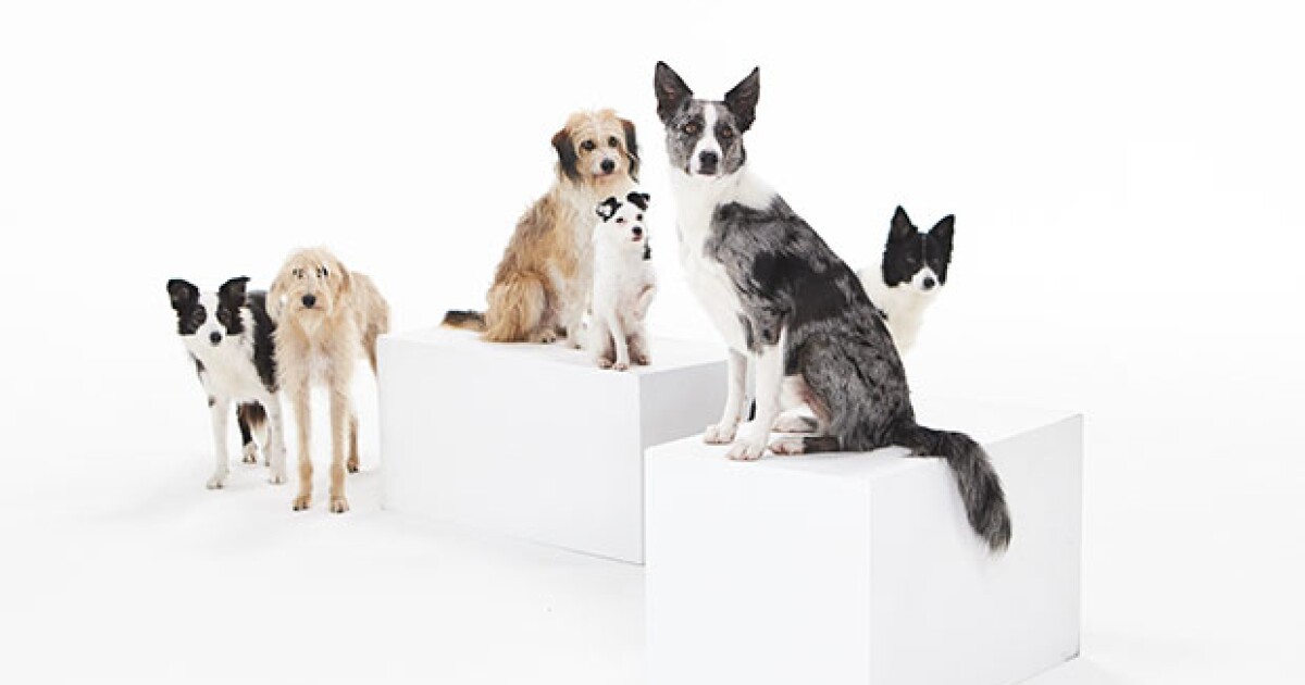 NOVA: Dog Tales | KPBS Public Media