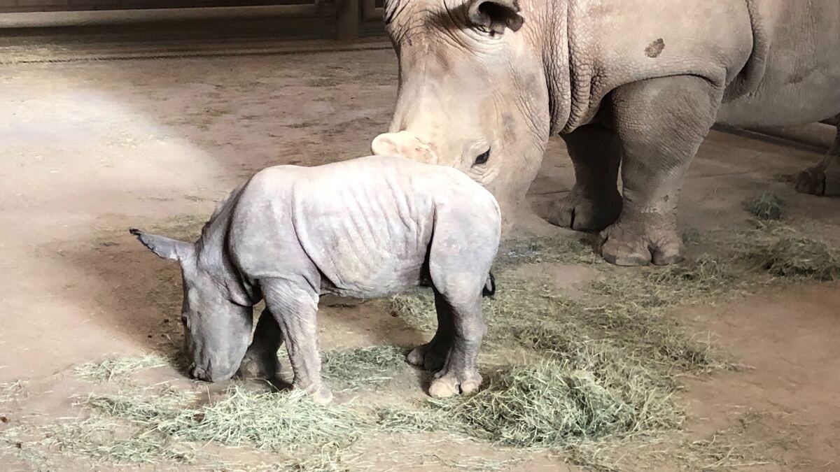 rhino embryo development