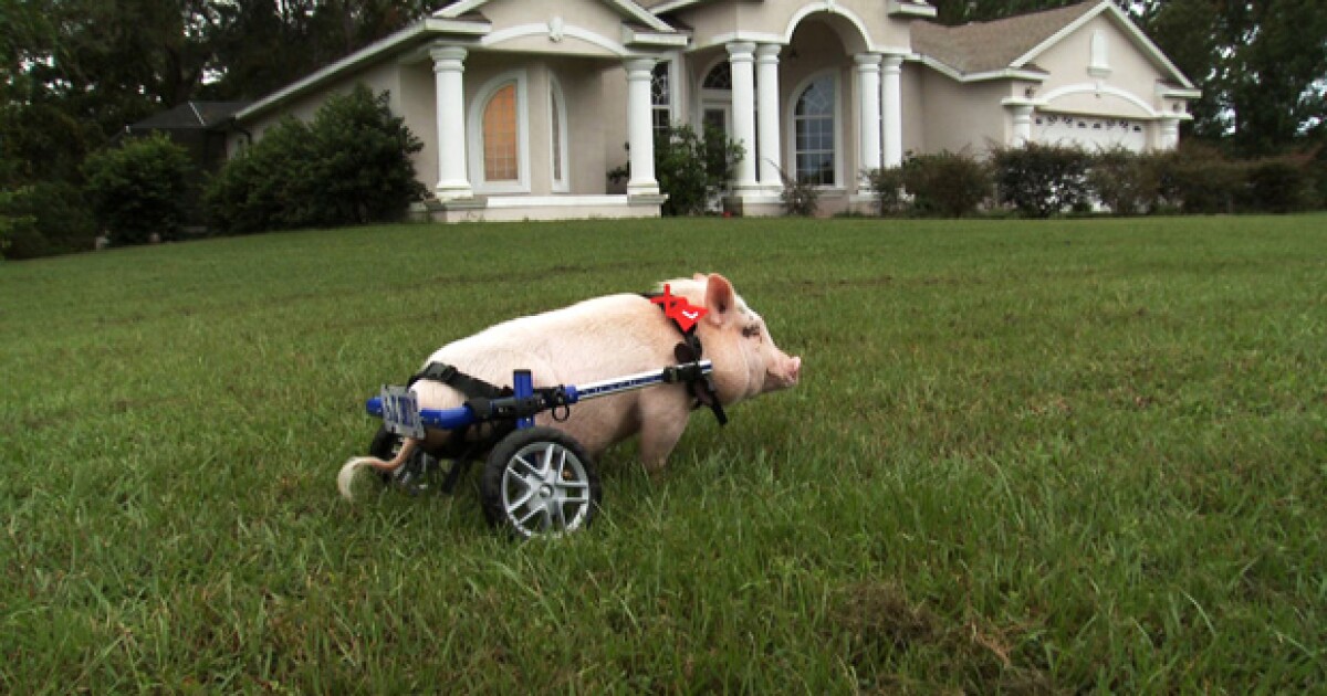 NATURE: My Bionic Pet | KPBS Public Media