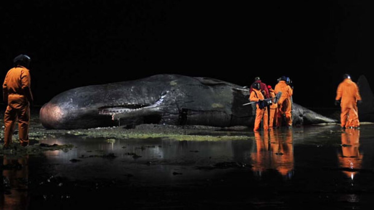 blue whale dissection
