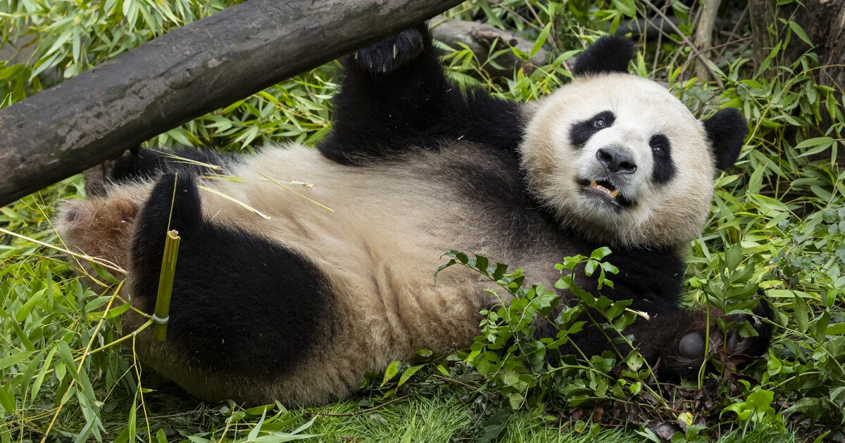 San Diego Zoo launches live 'Giant Panda Cam' | KPBS Public Media