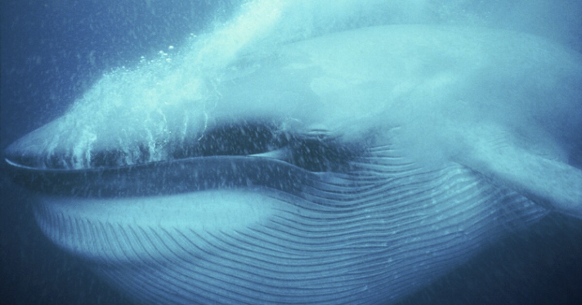 largest whale testicles