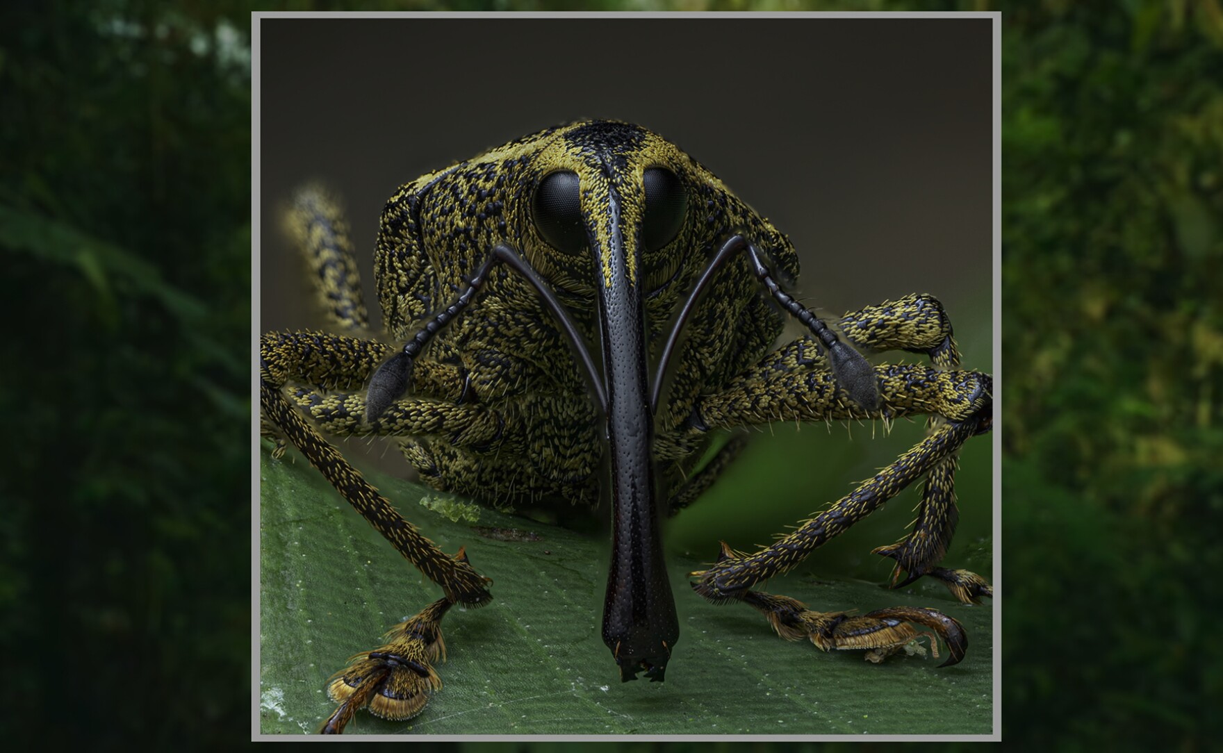 BUGS THAT RULE THE WORLD | KPBS Public Media