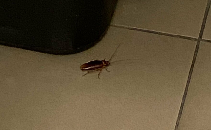 80-hour weeks and roaches near your cot? More medical residents ...