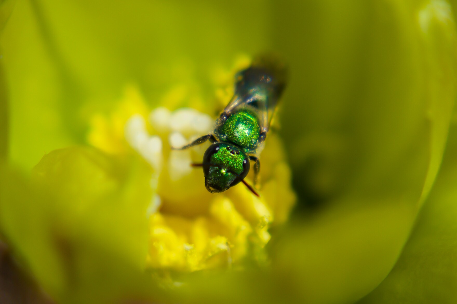How honeybees wreak havoc on San Diego's plant life | KPBS Public Media
