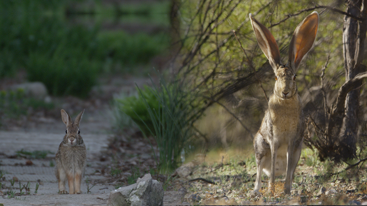 jack rabbit size comparison