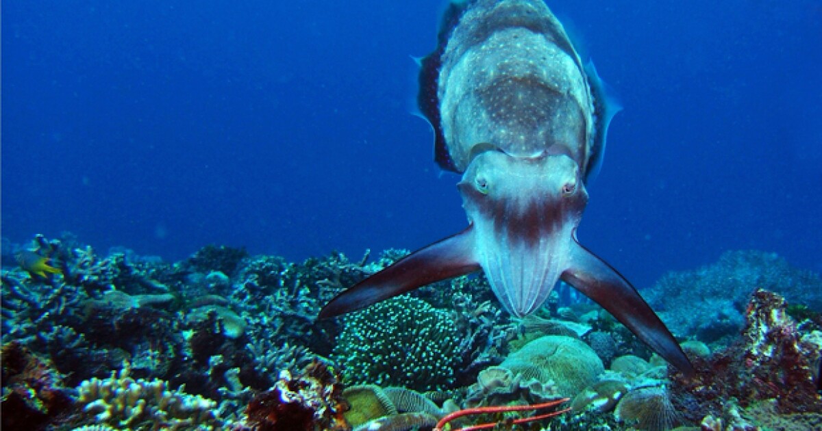 cuttlefish hypnotizing prey