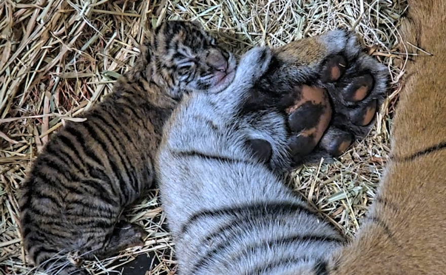 Safari Park welcomes 2 Sumatran tiger cubs in time for World Tiger Day | KPBS Public Media