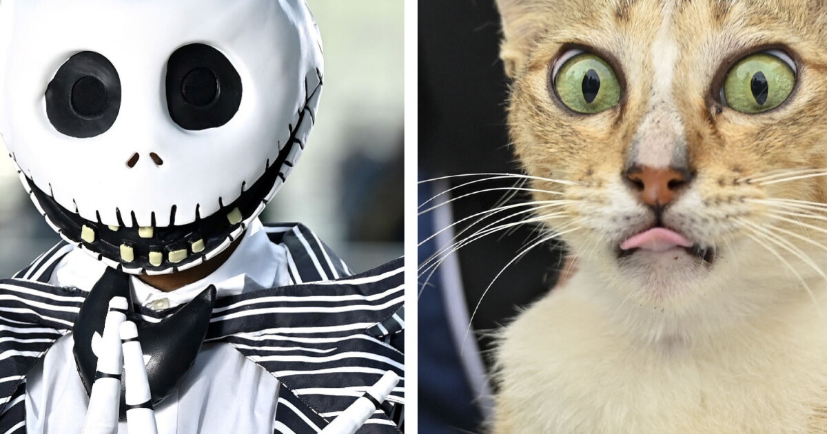 From killer cats to Christmas classics, this week's quiz is both feral ...