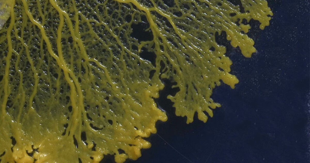 yellow slime mold intelligence