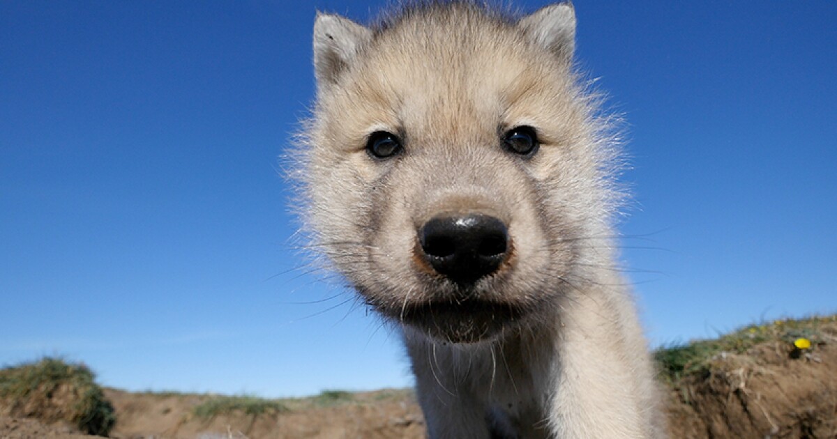 SPY IN THE WILD, A NATURE MINISERIES 2 | KPBS Public Media