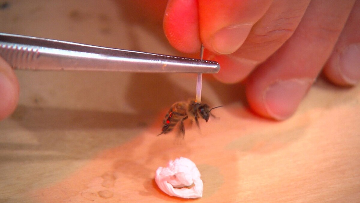 do pest control kill bees