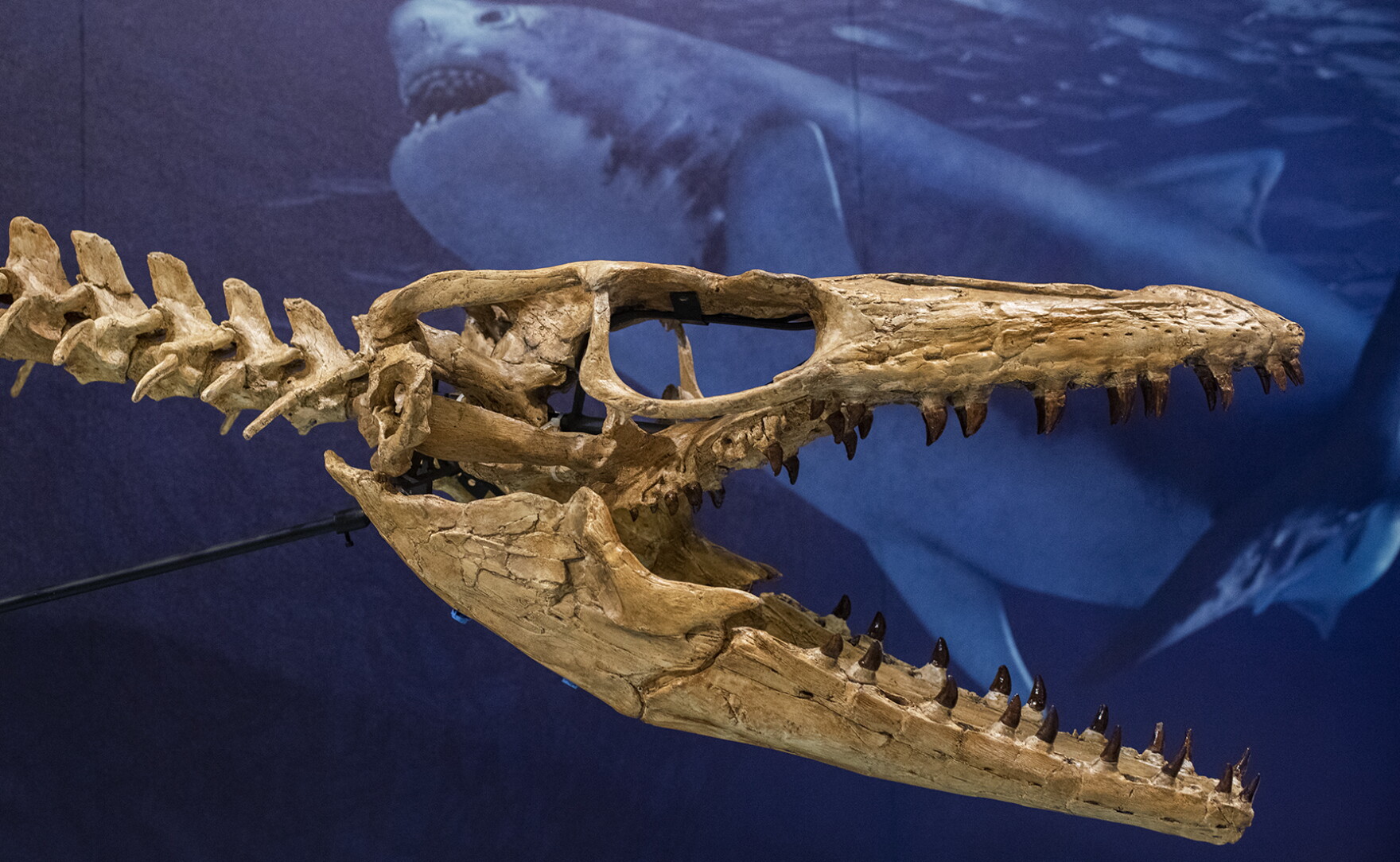 Scientists Unveil Ancient Sea Monsters Found In Angola | KPBS Public Media