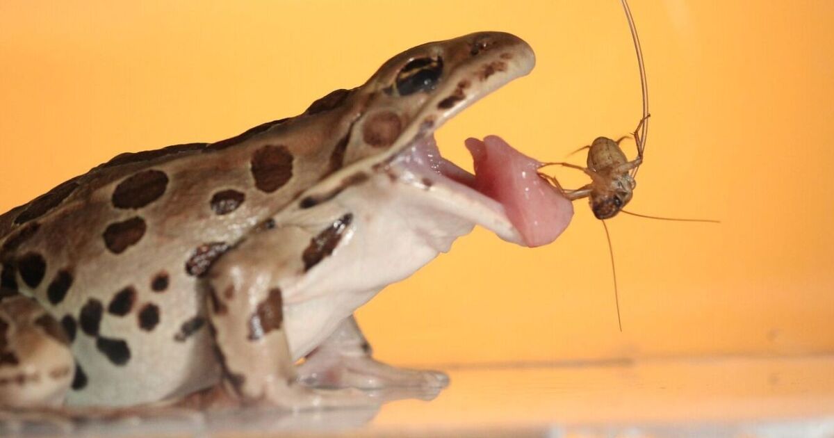insect fights frog