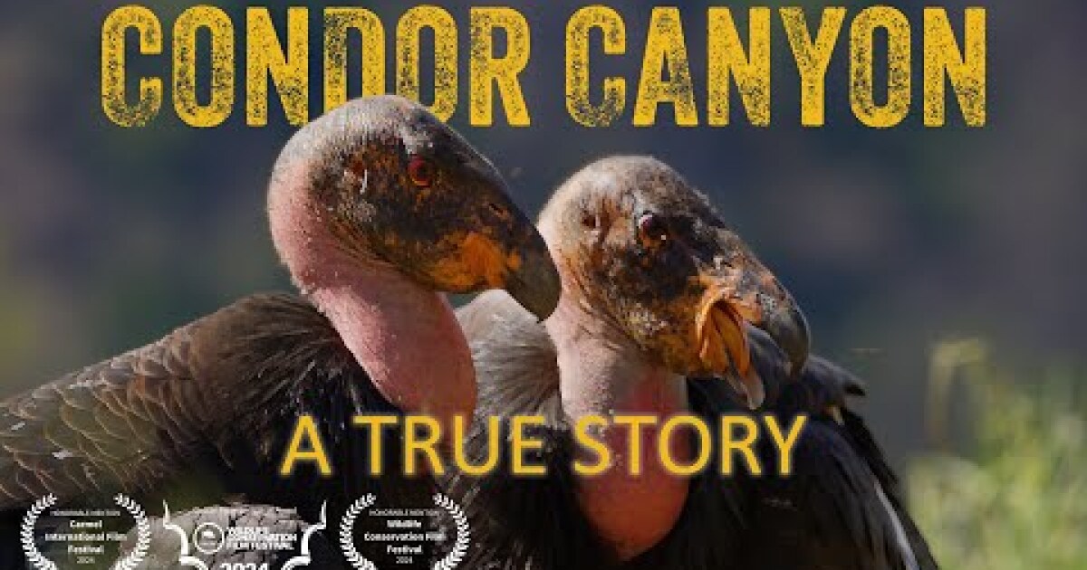 [Official Trailer] Condor Canyon, a feature-length documentary film by ...