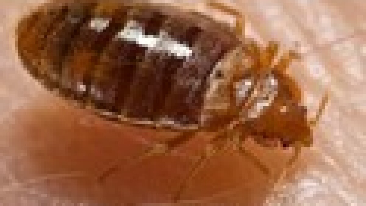 bed bug registry canada
