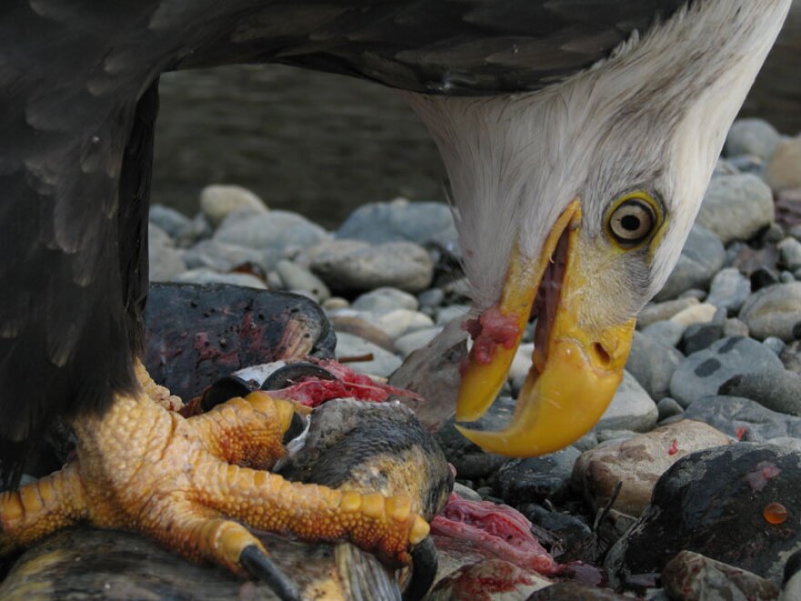 bald eagle diet