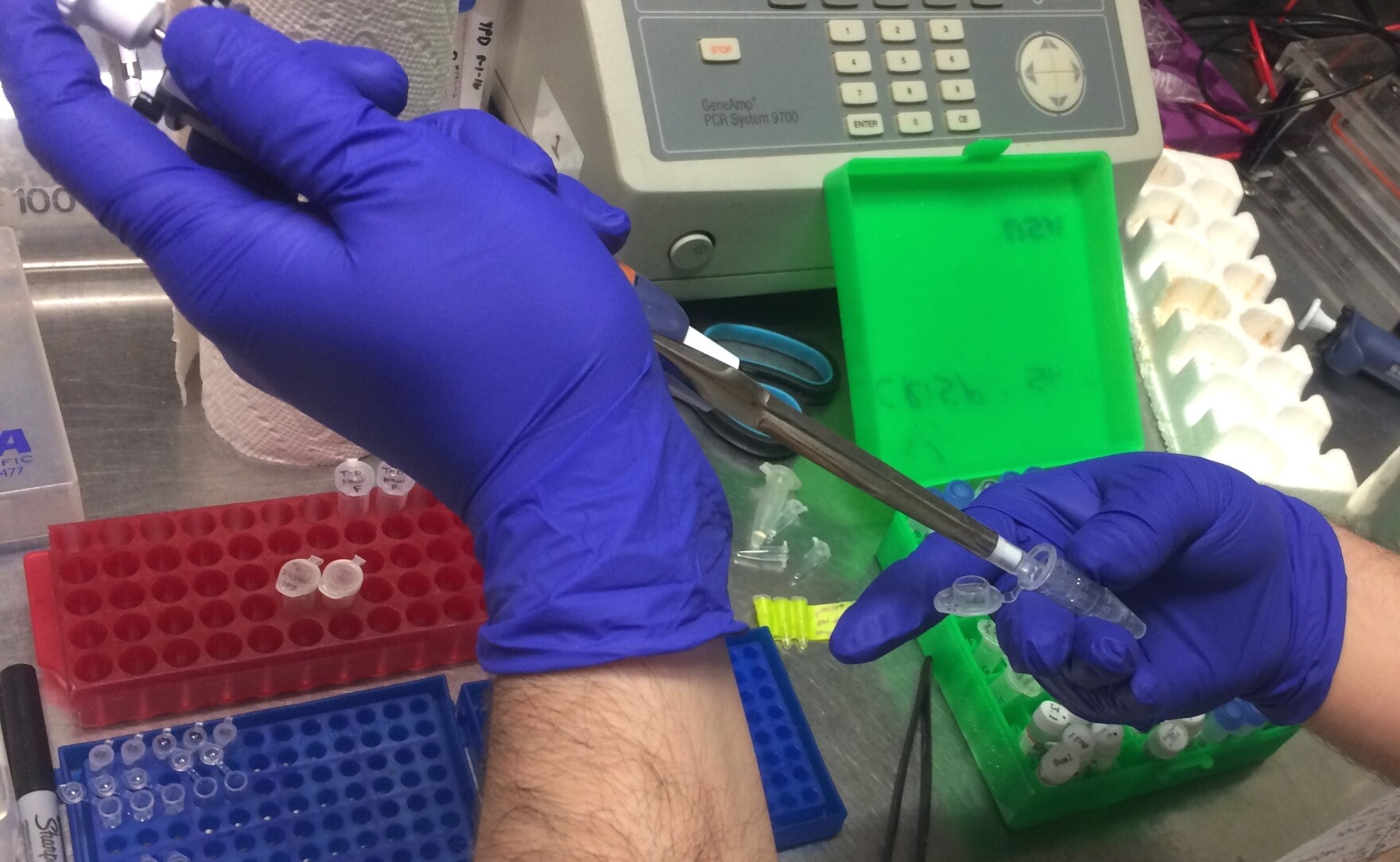 How A Gene Editing Tool Went From Labs To A Middle-School Classroom ...