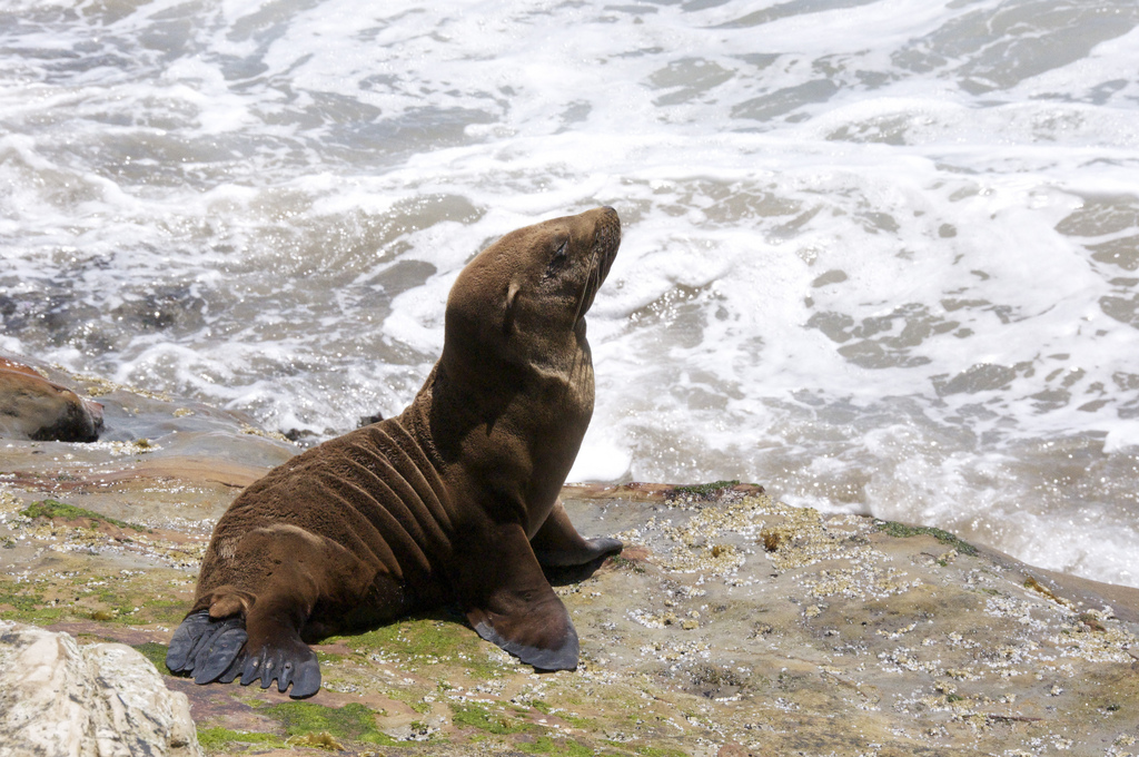 Japanese Sea Lion