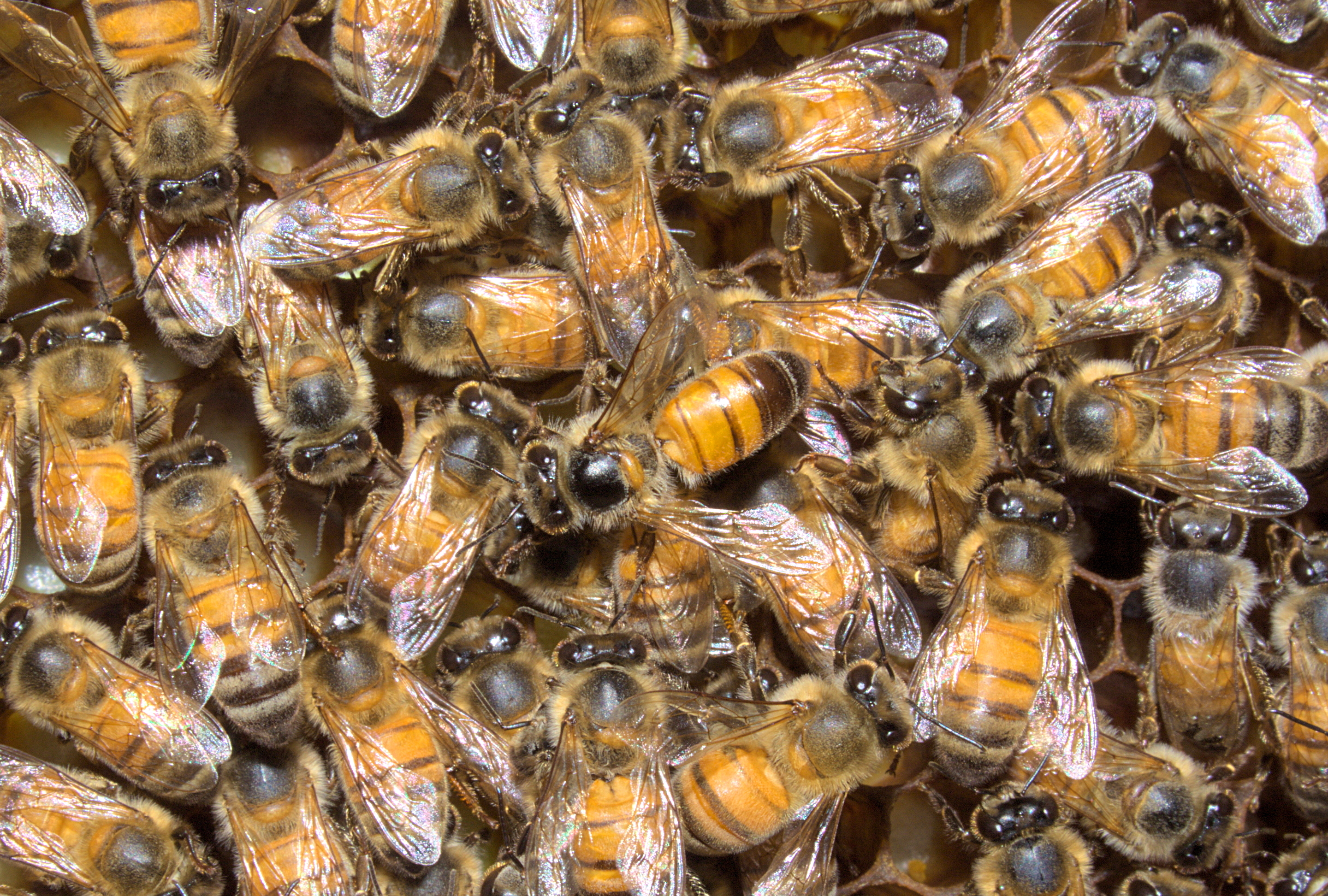 Honey Bee Colony Collapse
