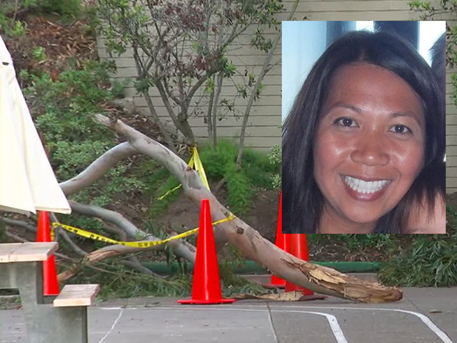 fallen branch elementary