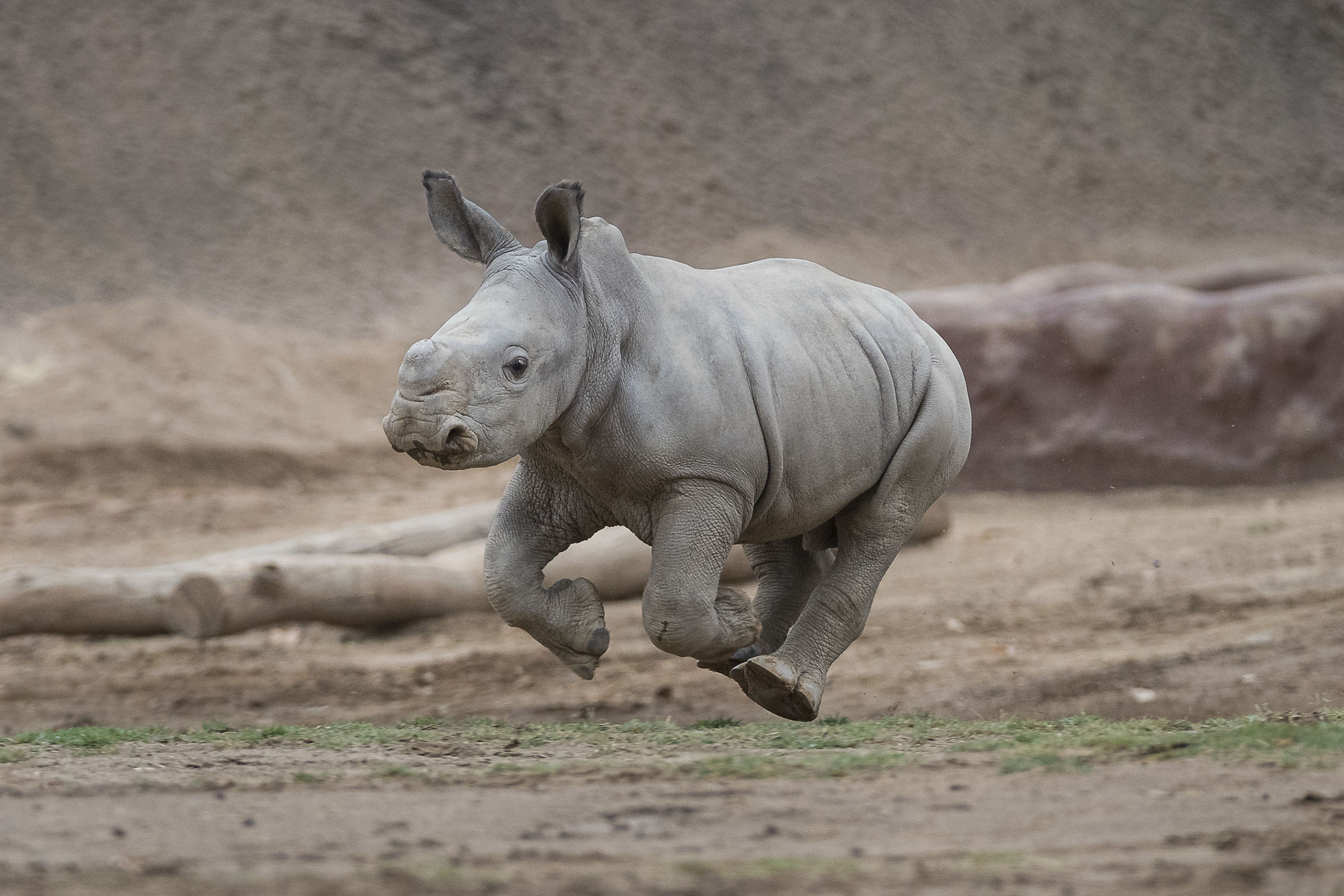 Javan Rhinoceros Baby