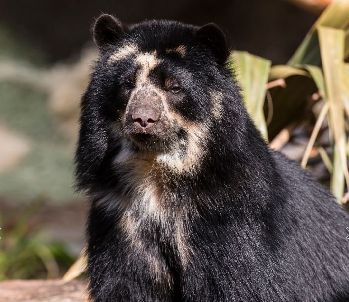 Latino Bear Cub