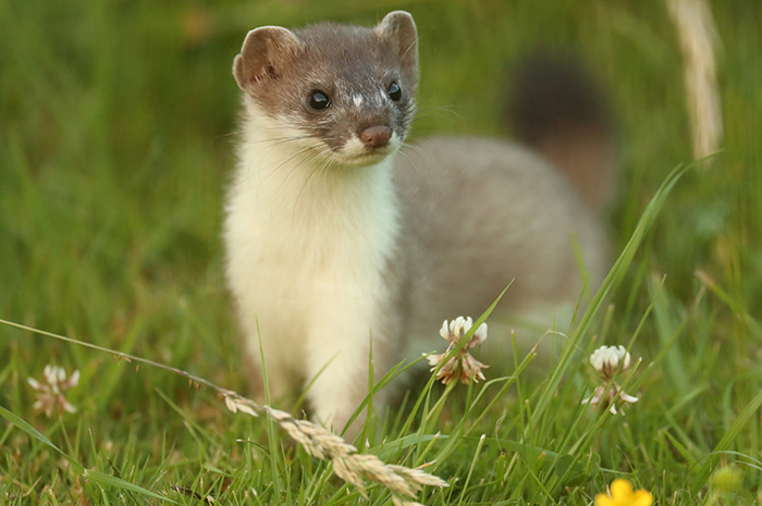Stoat Kit Kits And Rabbits